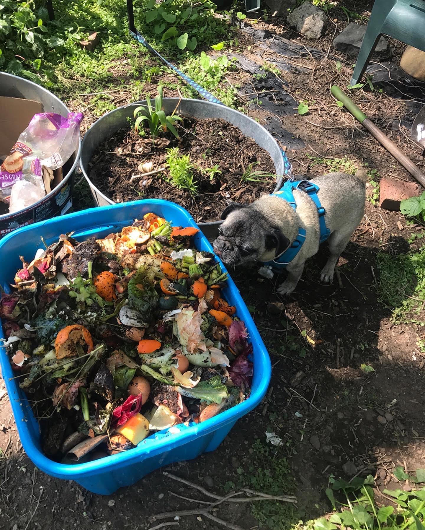 How One Pug is Fighting Food Waste in NYC, One Household at a Time – A ...